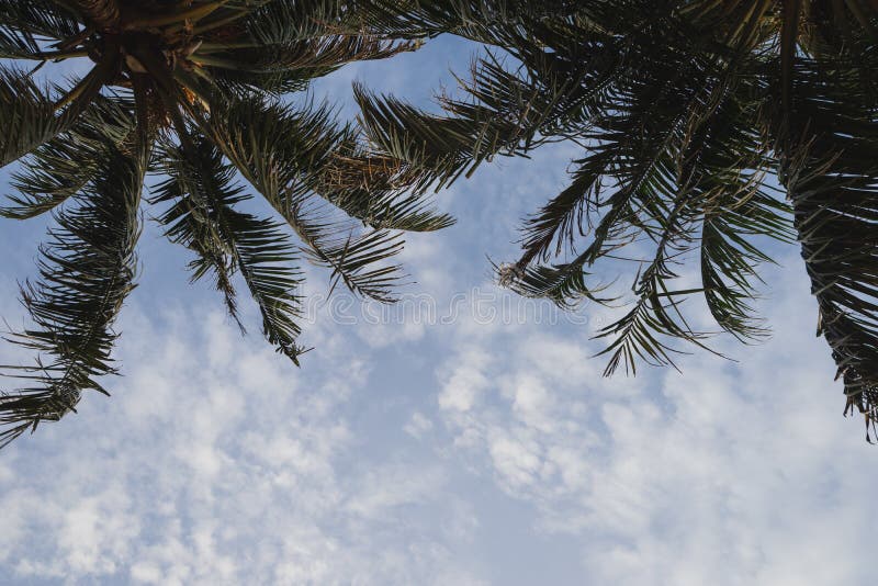 Palm Tree Look Up Background Stock Photo - Image of blue, clouds: 121783028