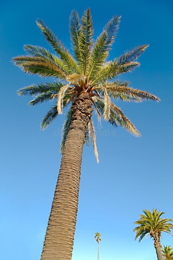 Palm Tree Low Angle stock image. Image of tourism, trunk - 80105949