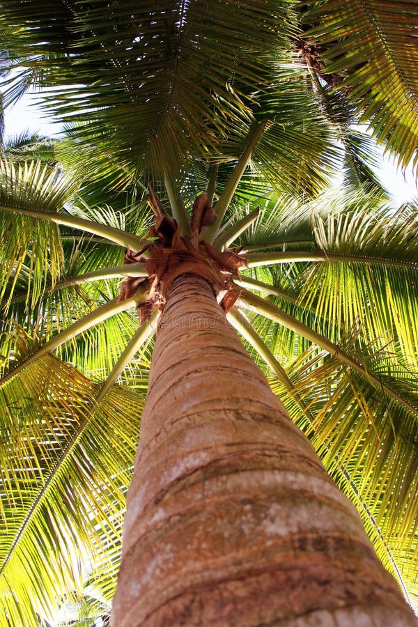Palm tree from low view stock photo. Image of caribbean - 2245376