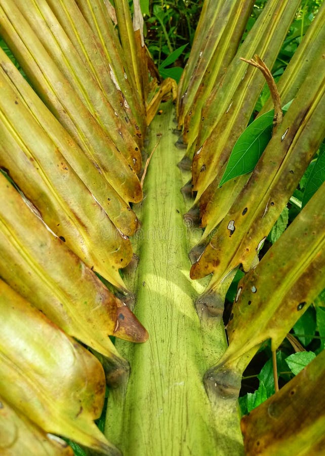 Palm Tree Lying in the Bush Stock Photo - Image of yellow, tree: 206370960
