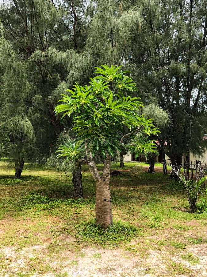 1,998 Madagascar Palm Tree Photos - Free & Royalty-Free Stock Photos ...