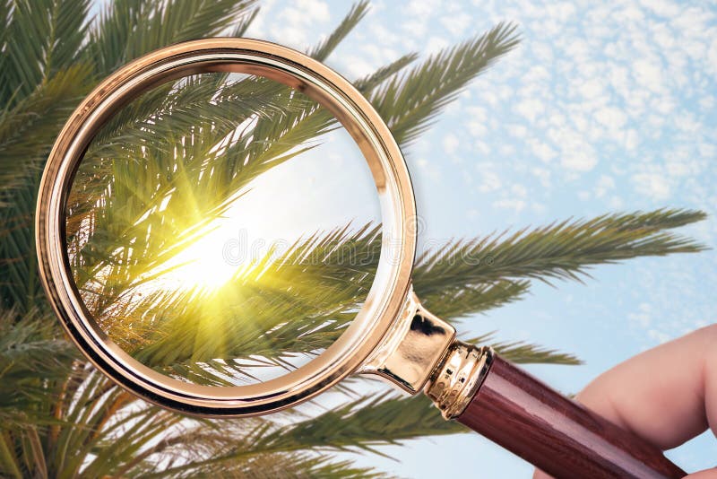 Palm Tree in the Magnifying Glass. Stock Image - Image of closeup ...