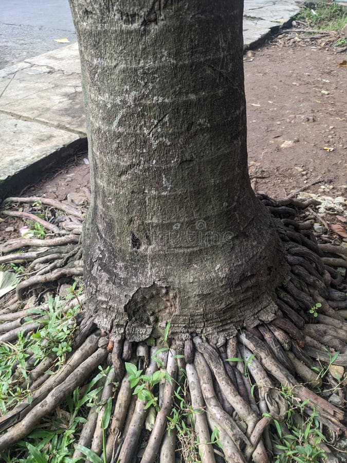 Palm tree with many roots stock image. Image of palm - 325302473