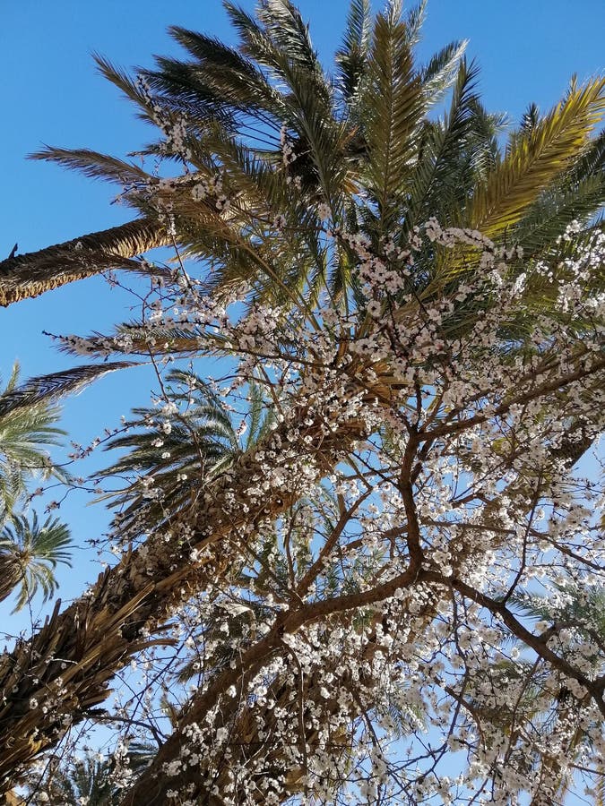 Palm Tree Mixing with Peach Stock Photo - Image of peach, palm: 275318430