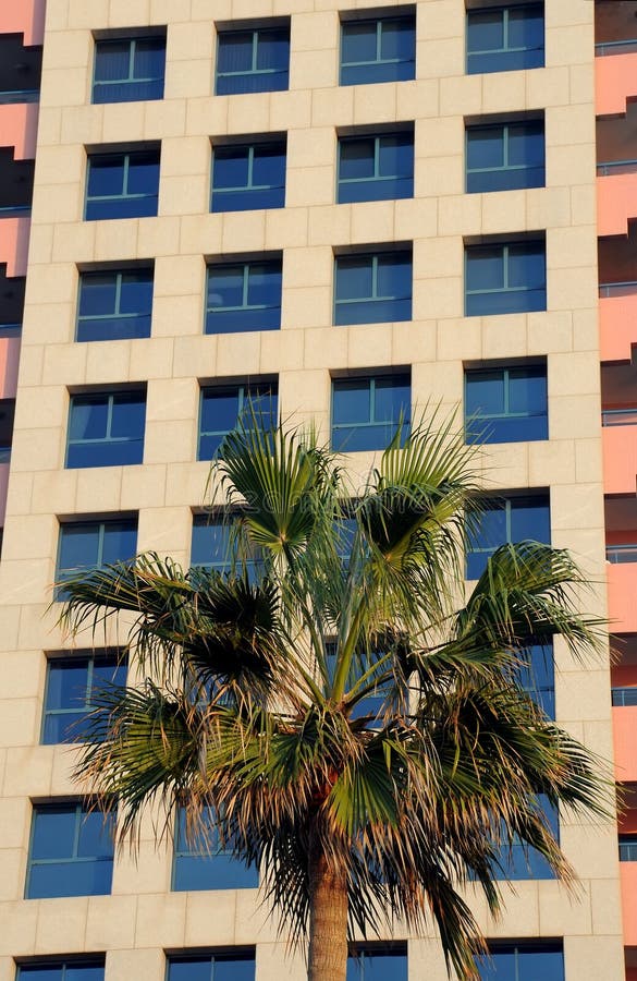 Palm Tree and Modern Building Stock Photo - Image of aviv, nature: 17493840