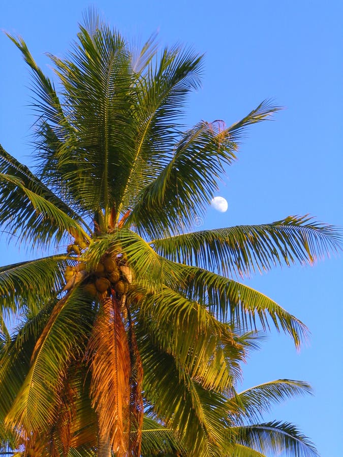 Palm tree with moon stock image. Image of leaves, exotic - 347317