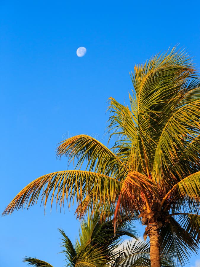 Palm tree and moon stock photo. Image of landscape, morning - 44408702