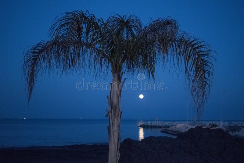 Moon and Palm Tree stock photo. Image of evening, state - 1609334