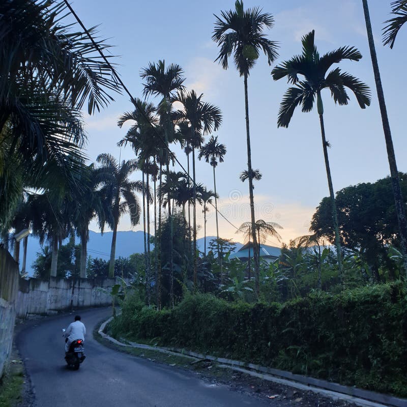 Palm Tree in the Morning Sunrise Stock Photo - Image of water, tree ...