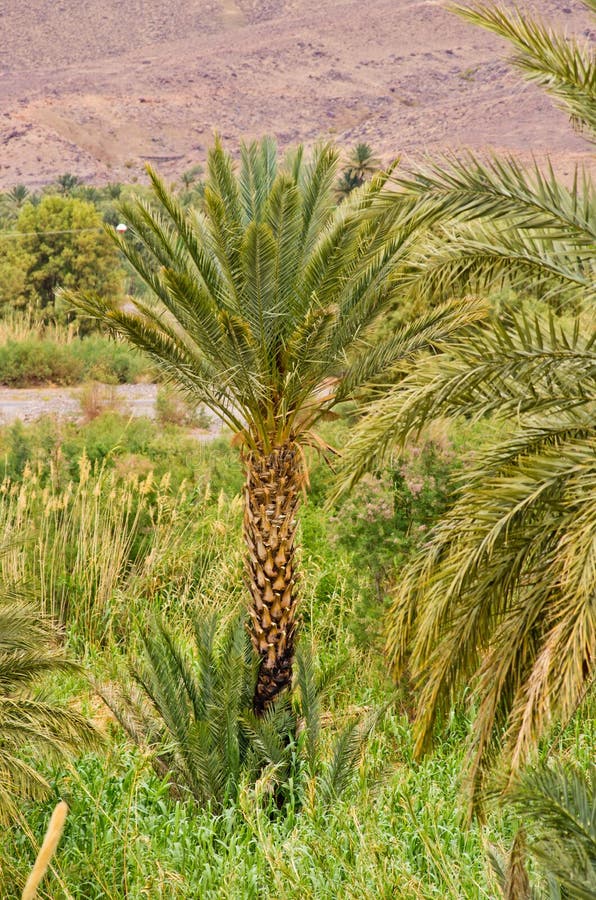Palm tree in Morocco stock photo. Image of tourism, paradise - 74903108