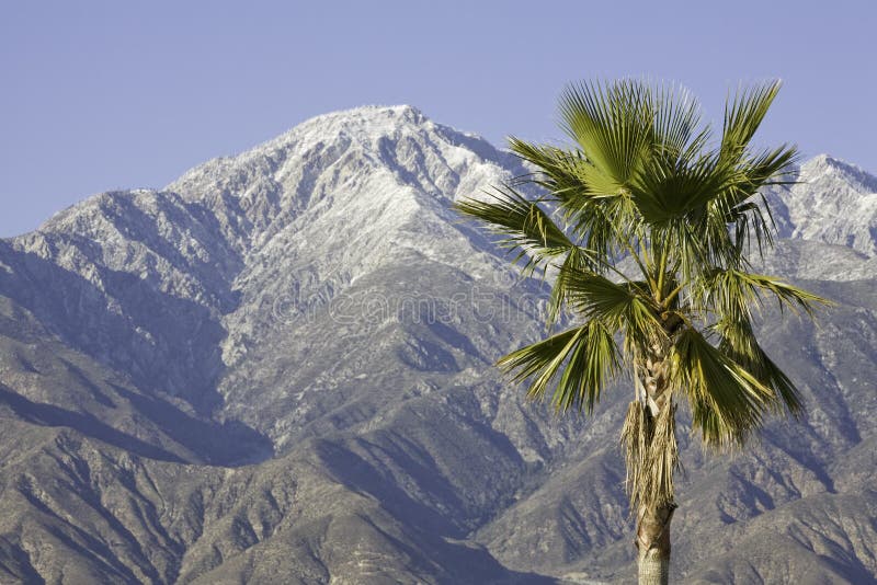 Palm Tree and Mountain stock image. Image of palm, california - 2260023