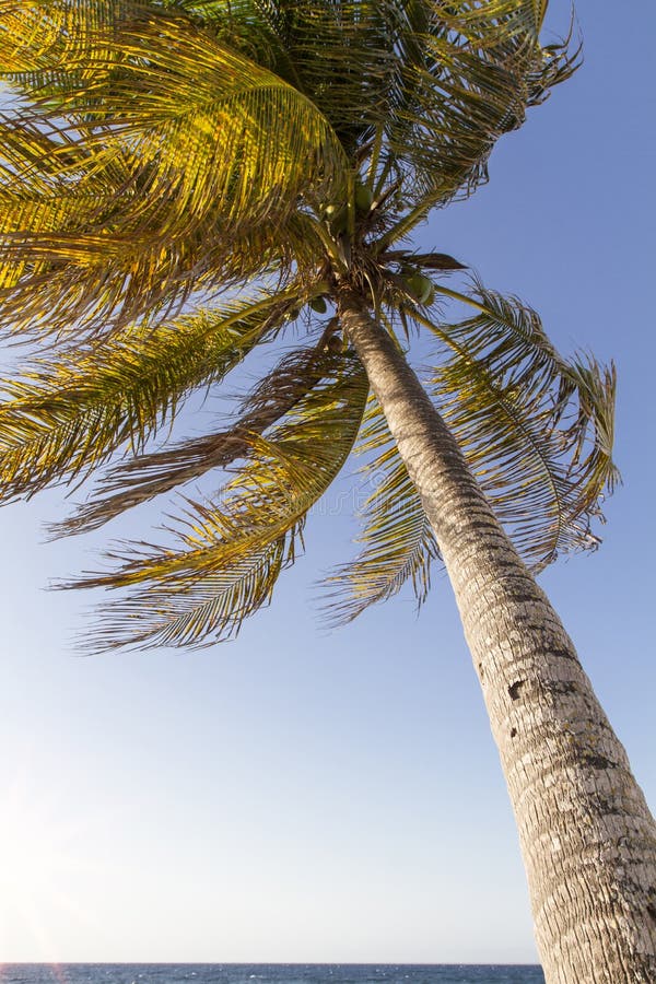 Palm Tree Moving in the Wind Stock Image - Image of green, nature: 28915823
