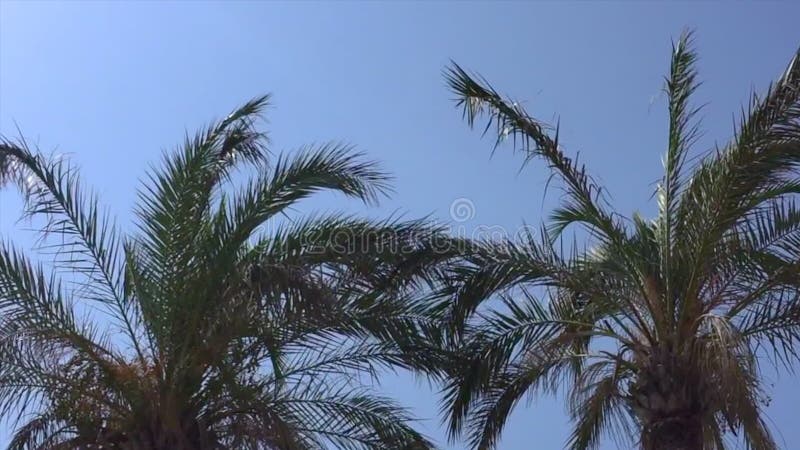 Palm Tree Moving in the Wind. Stock Video - Video of bright, outdoor ...
