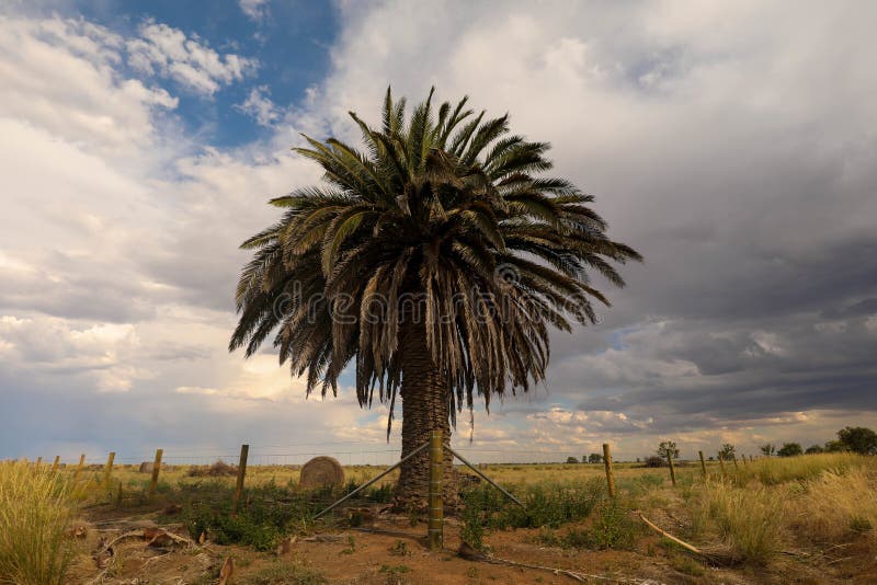Palm Tree in a Natural Environment Stock Image - Image of gate, fence ...