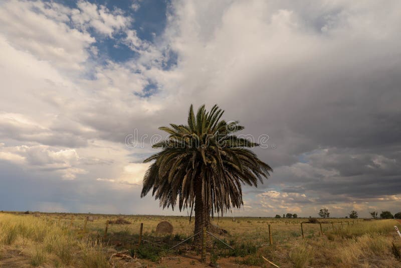 Palm Tree in a Natural Environment Stock Photo - Image of fence ...