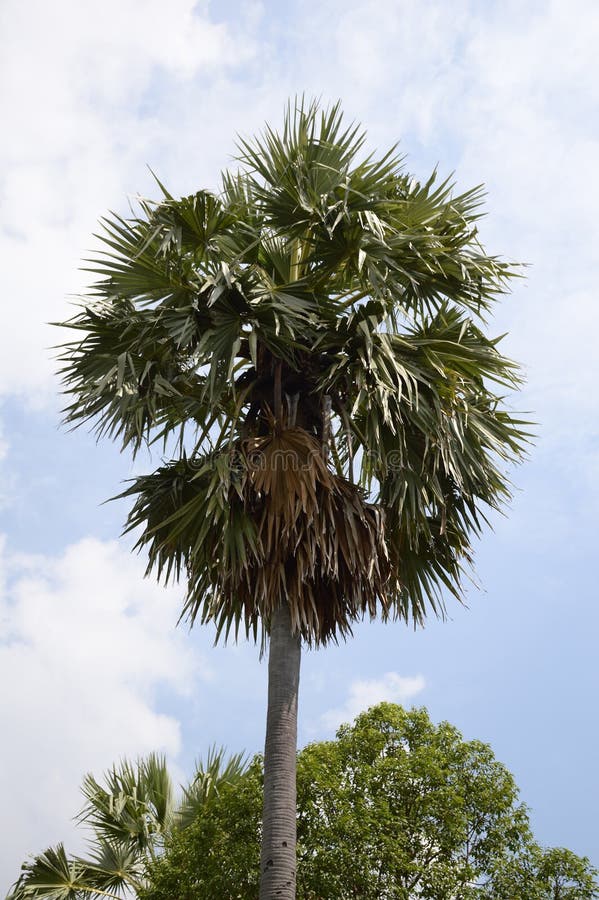 Palm tree stock image. Image of fresh, limb, green, foliage - 81749473