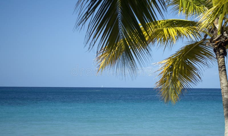 Palm Tree Near the Ocean stock image. Image of romantic - 9278805