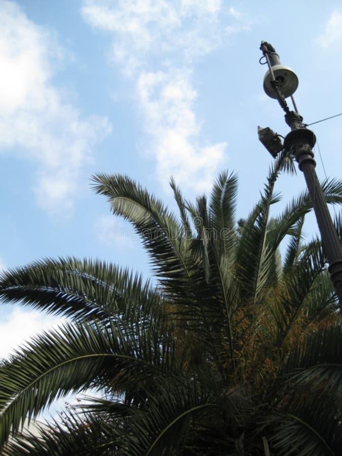 Palm-tree-next-to-lamp-post Stock Image - Image of : 87864213
