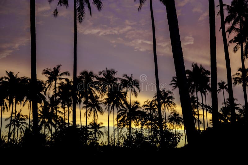Palm tree at night stock photo. Image of beautiful, leaf - 141634000