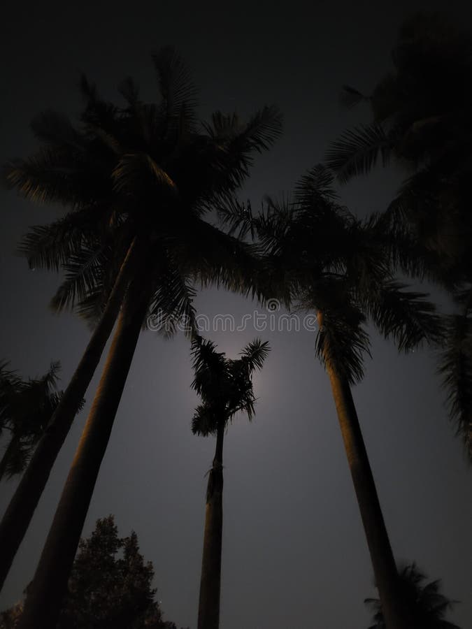 Palm Tree at Night with Moonlight Reflection Stock Image - Image of ...
