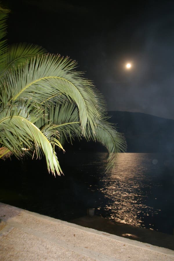 Palm tree stock photo. Image of country, moon, night - 48329588