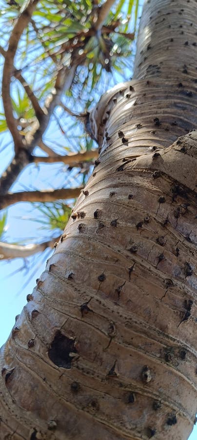 Palm tree in Nusa Dua Bali stock image. Image of rock - 291278021