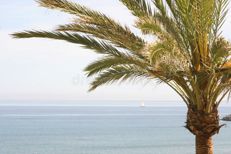 Palm tree and ocean stock image. Image of tropics, tropical - 714729