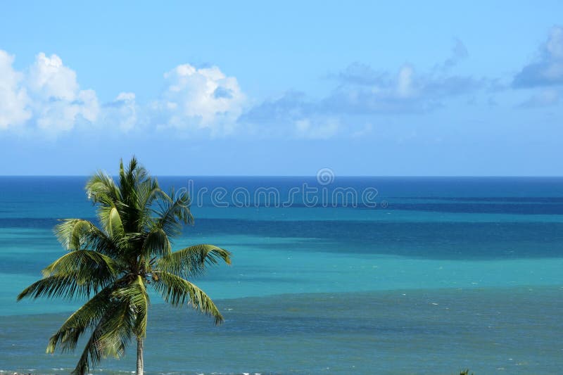 Palm Tree on Ocean Background Stock Photo - Image of resort, palm ...