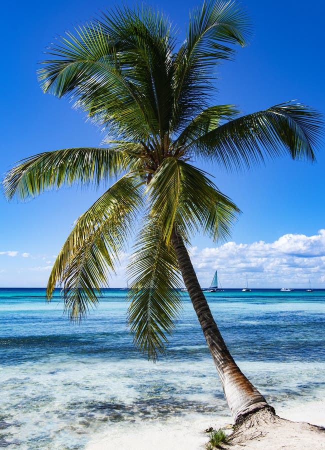 Palm Tree on Ocean Beach stock photo. Image of colorful - 255439310