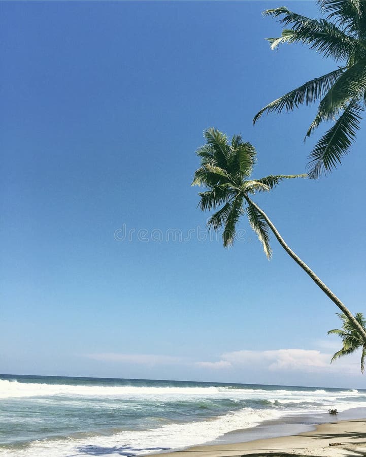 Palm tree in the ocean stock image. Image of palm, blue - 286687123