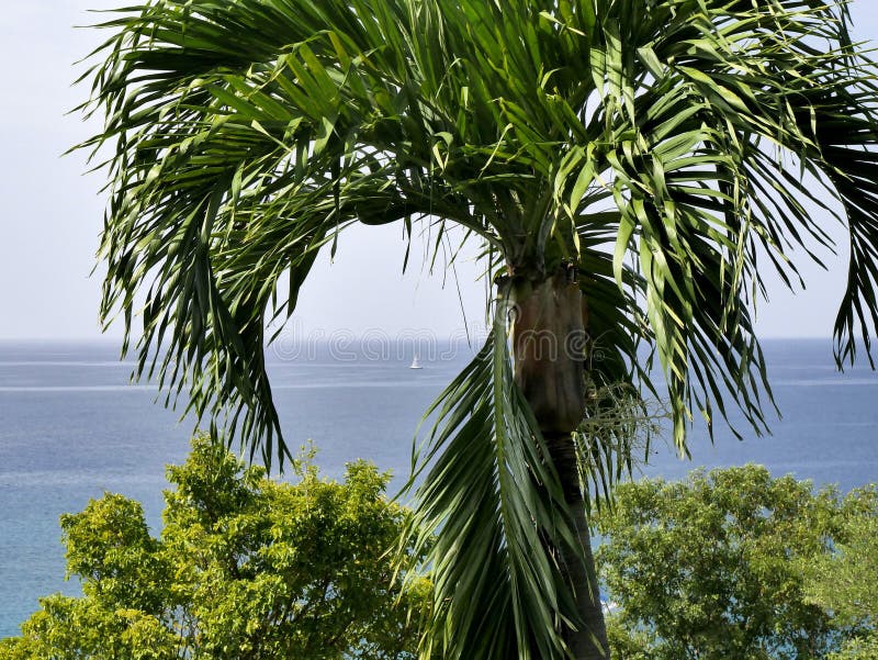 Palm Tree and the Ocean, Caribbean Dream Stock Image - Image of horizon ...