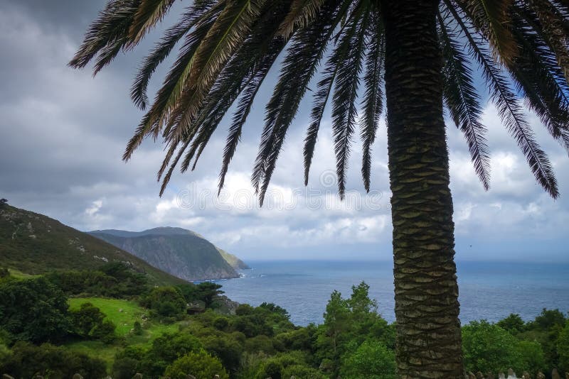 Palm Tree, Ocean and Cliffs in Galicia, Spain Stock Photo - Image of ...