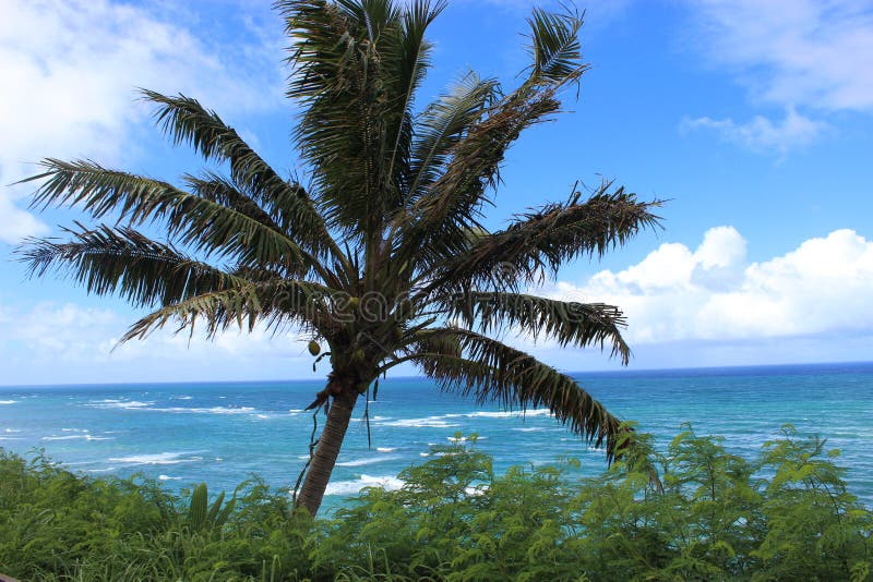 Palm Tree stock photo. Image of view, linguine, left - 56861502
