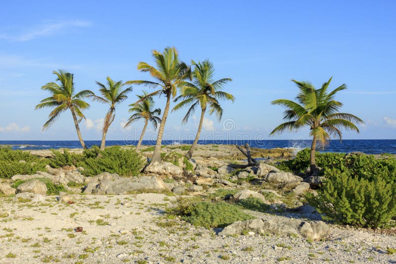 Palm Tree with Ocean View stock photo. Image of deep - 64731230