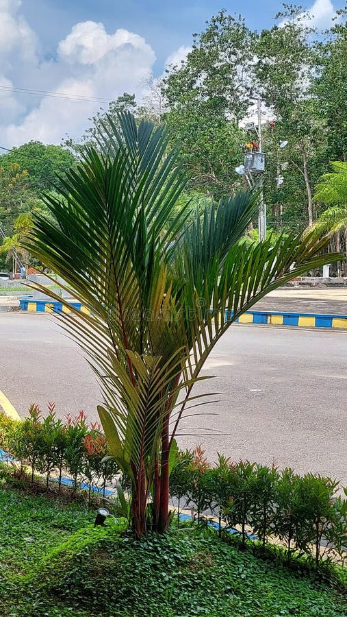 Palm tree in office yard stock image. Image of yard - 262312893