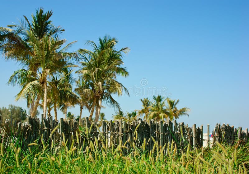 Palm Tree and an Old Wicker Fence Stock Photo - Image of frame, pattern ...