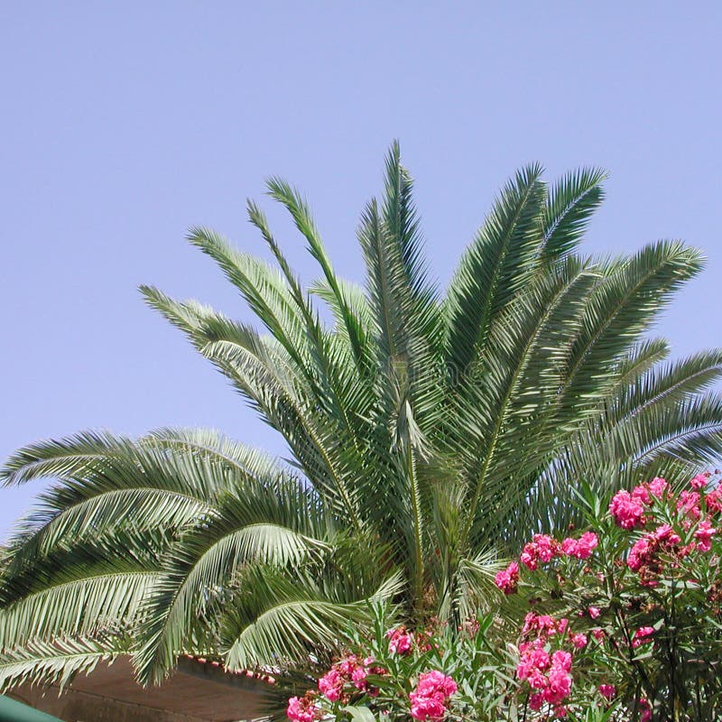 Palm tree and oleander stock photo. Image of pink, holiday - 109138008