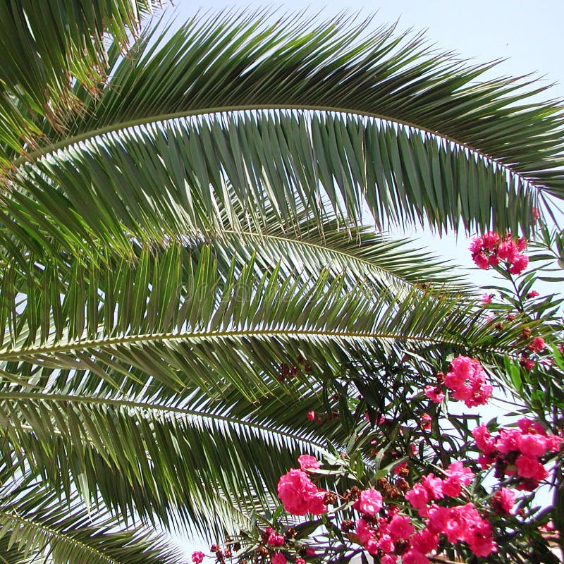 Palm tree and oleander stock photo. Image of island - 109139454