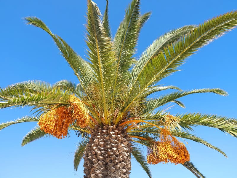 Palm Tree with Orange Dates and Blue Sky in the Sun Stock Photo - Image ...