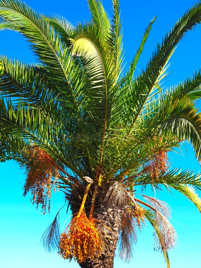Orange dates stock image. Image of flora, dates, dactylifera - 16958549