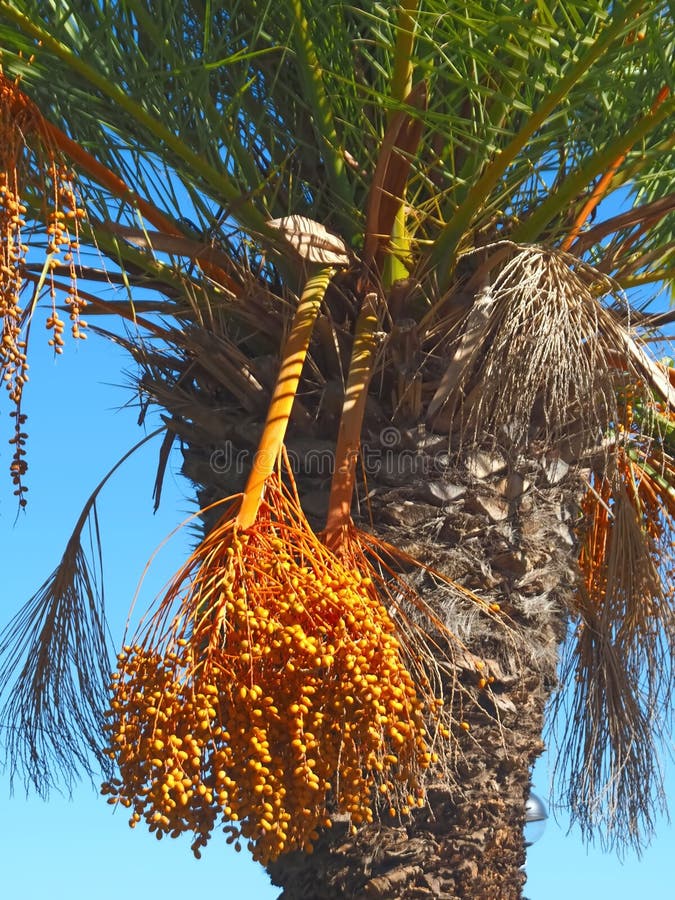Orange dates stock image. Image of flora, dates, dactylifera - 16958549