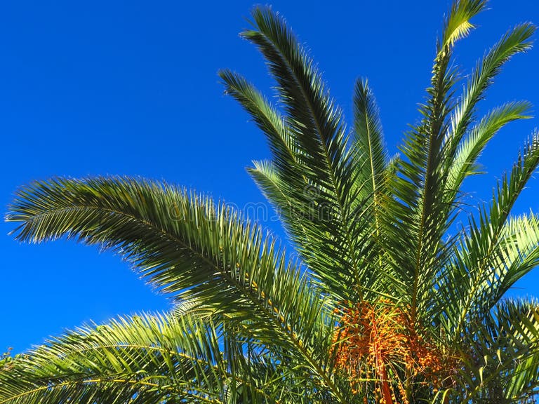 Palm Tree with Orange Dates Isolated with Blue Sky Stock Photo - Image ...