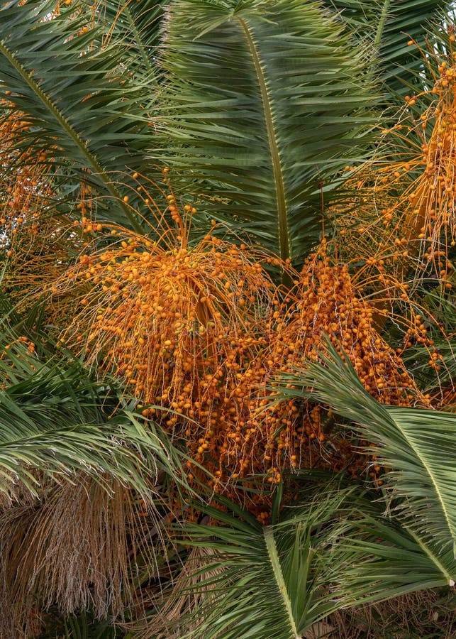 Palm Tree with Orange Fruits. Date Palm. Canarian Date. Phoenix ...