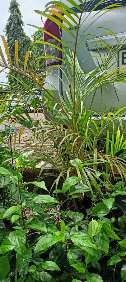 Palm Tree Ornamental Plants Tropis Stock Image - Image of tree, plants ...