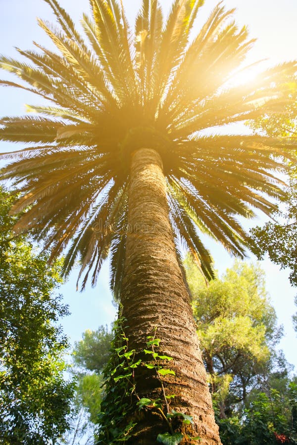 Palm Tree Outdoors. Beautiful Nature Stock Image - Image of organic ...