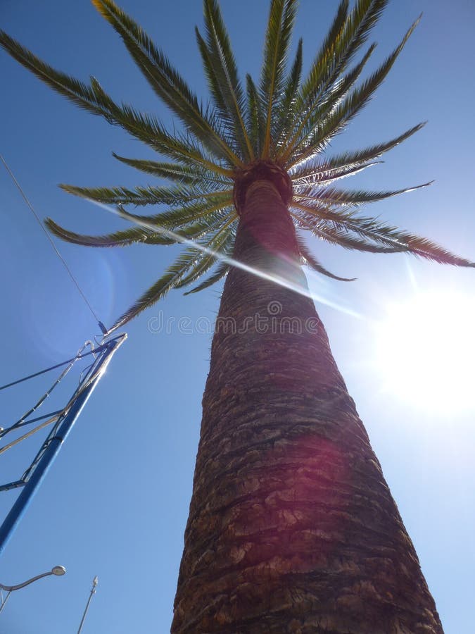 Palm tree Ovalle, Chile stock image. Image of green, palm - 81687207