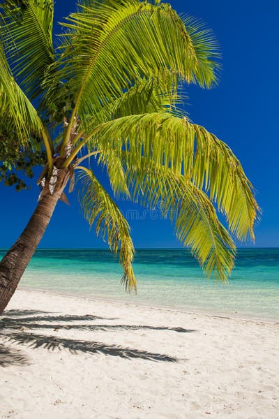 Palm Tree Over the Beach Overlooking Tropical Lagoon Stock Image ...