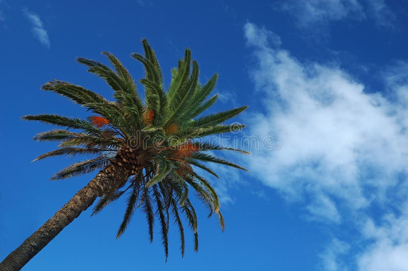 Palm Tree over Blue Sky stock photo. Image of beautiful - 643718