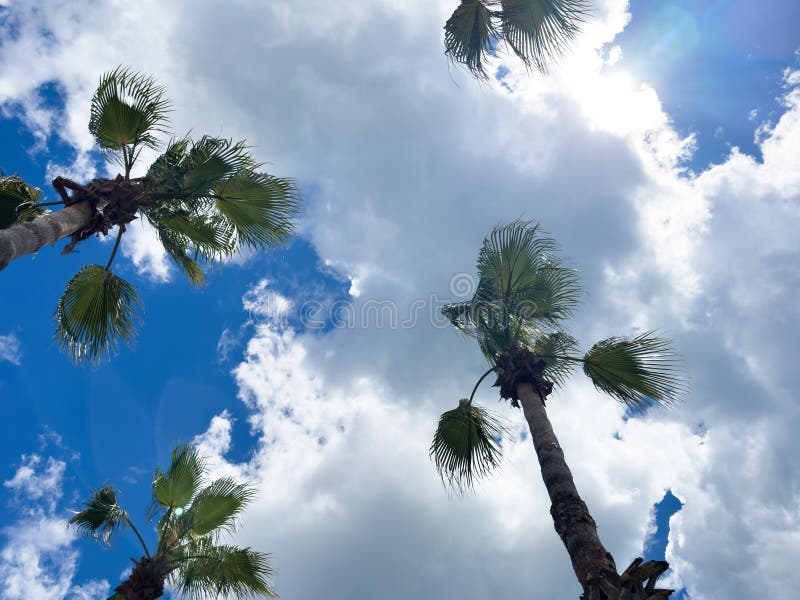 Palm Tree Over Blue Sky Background Concept. Beautiful Palm Tree Leaves ...
