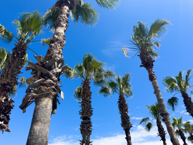 Palm Tree Over Blue Sky Background Concept. Beautiful Palm Tree Leaves ...